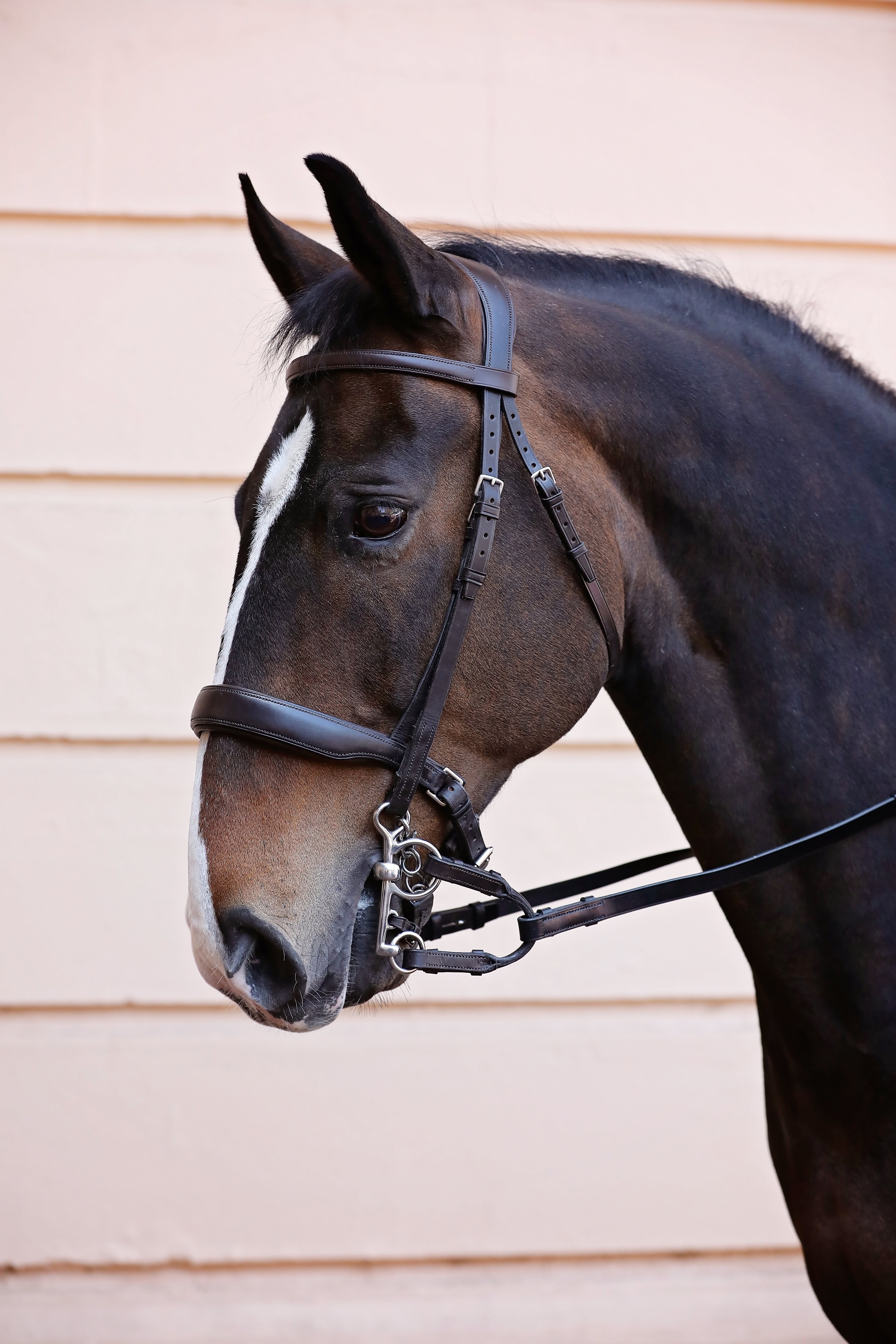 SMS: Bridle Fitting Continuous Professional Development Course ...